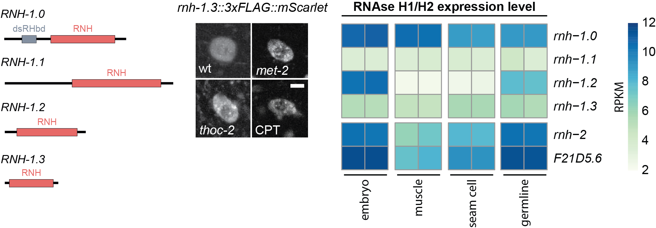 Project 13. Regulation and specificity of RNase H1 enzymes. - 4R-RTG