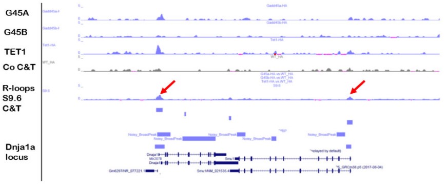 Project 8. Establishing protocols for genome-wide R-loop mapping. - 4R-RTG