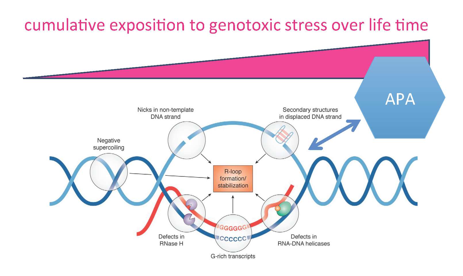 Project 9. Crosstalk between R-loop formation and alternative ...