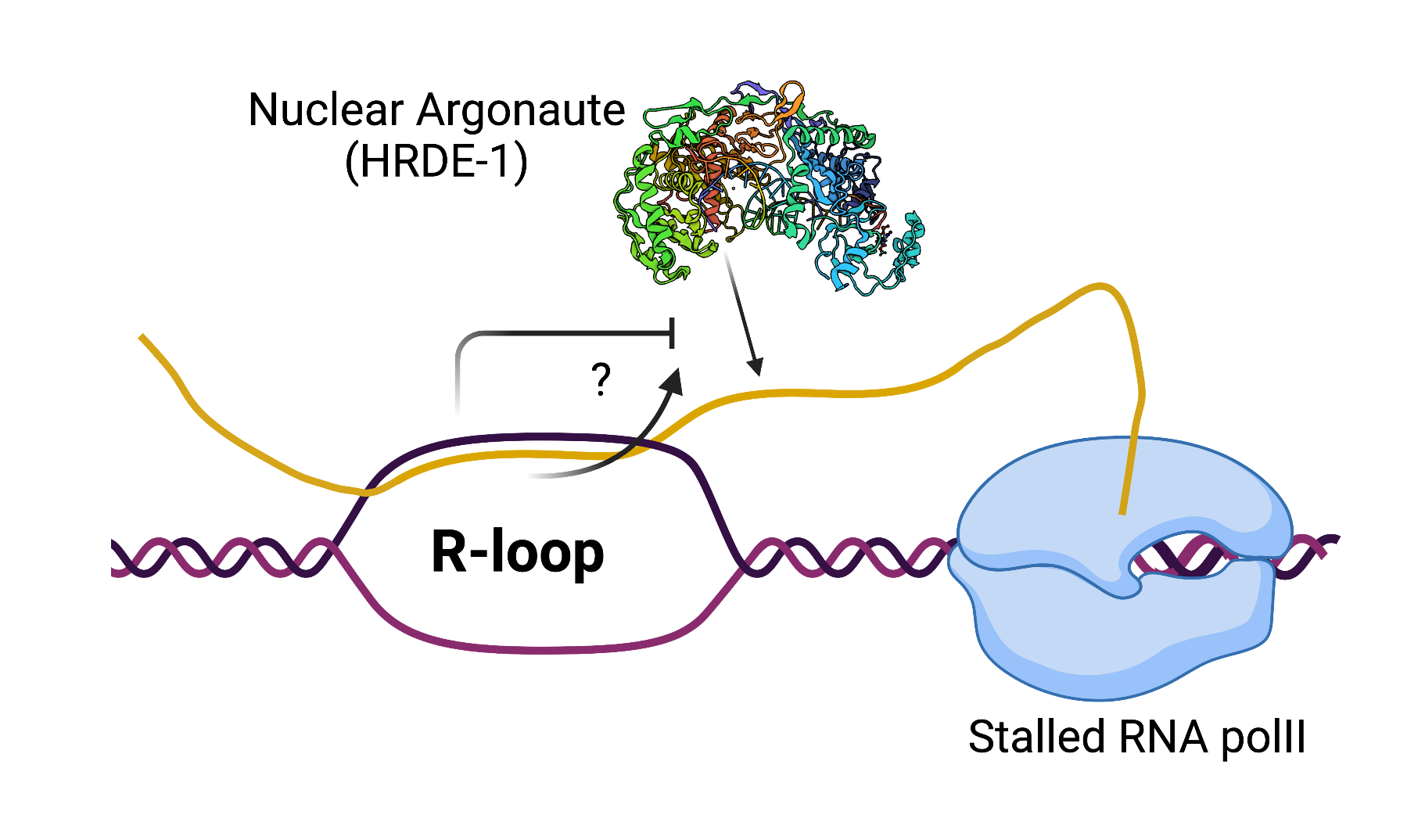 Project 7. R-loop function in nuclear RNA interference. - 4R-RTG