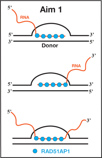 Project 15. Investigating the life cycle of RAD51AP1-mediated R-loops ...