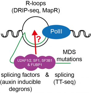 Project 11. The interplay between RNA splicing and R-loop formation ...